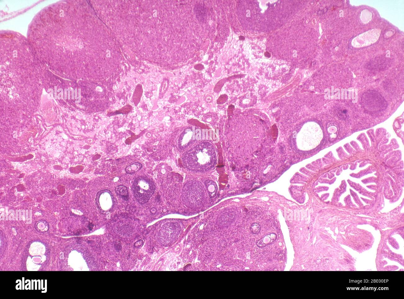 Rat ovary hi-res stock photography and images - Alamy