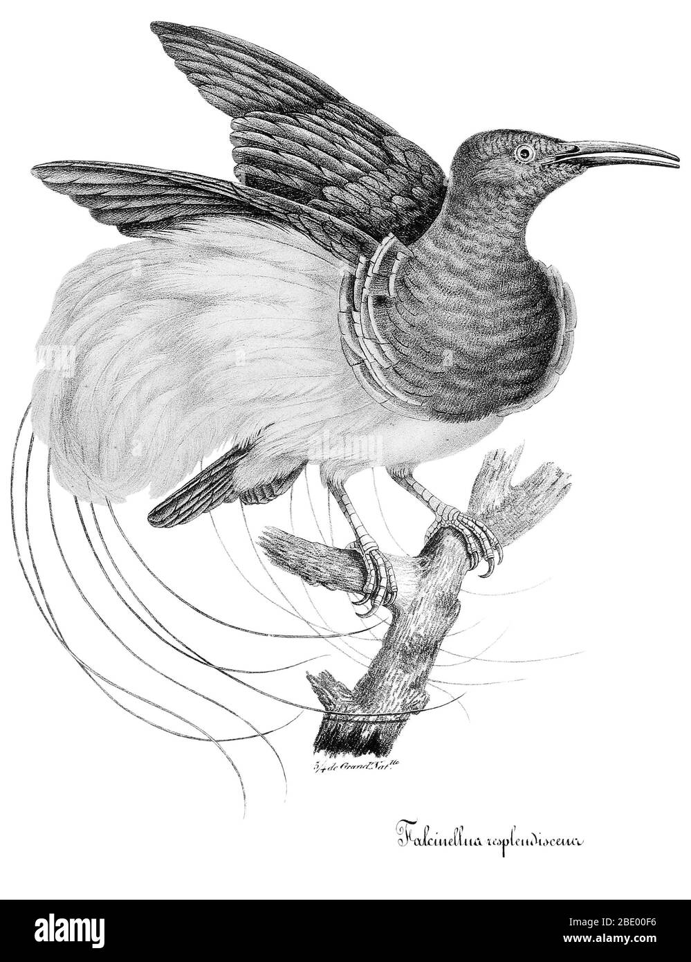 Asian bird art Black and White Stock Photos & Images - Alamy