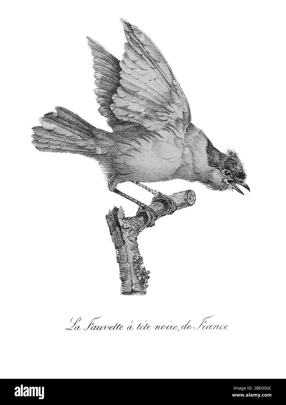 Eurasian wildlife Cut Out Stock Images & Pictures - Alamy