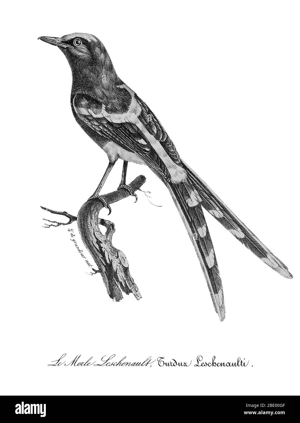 Forktail bird hi-res stock photography and images - Alamy