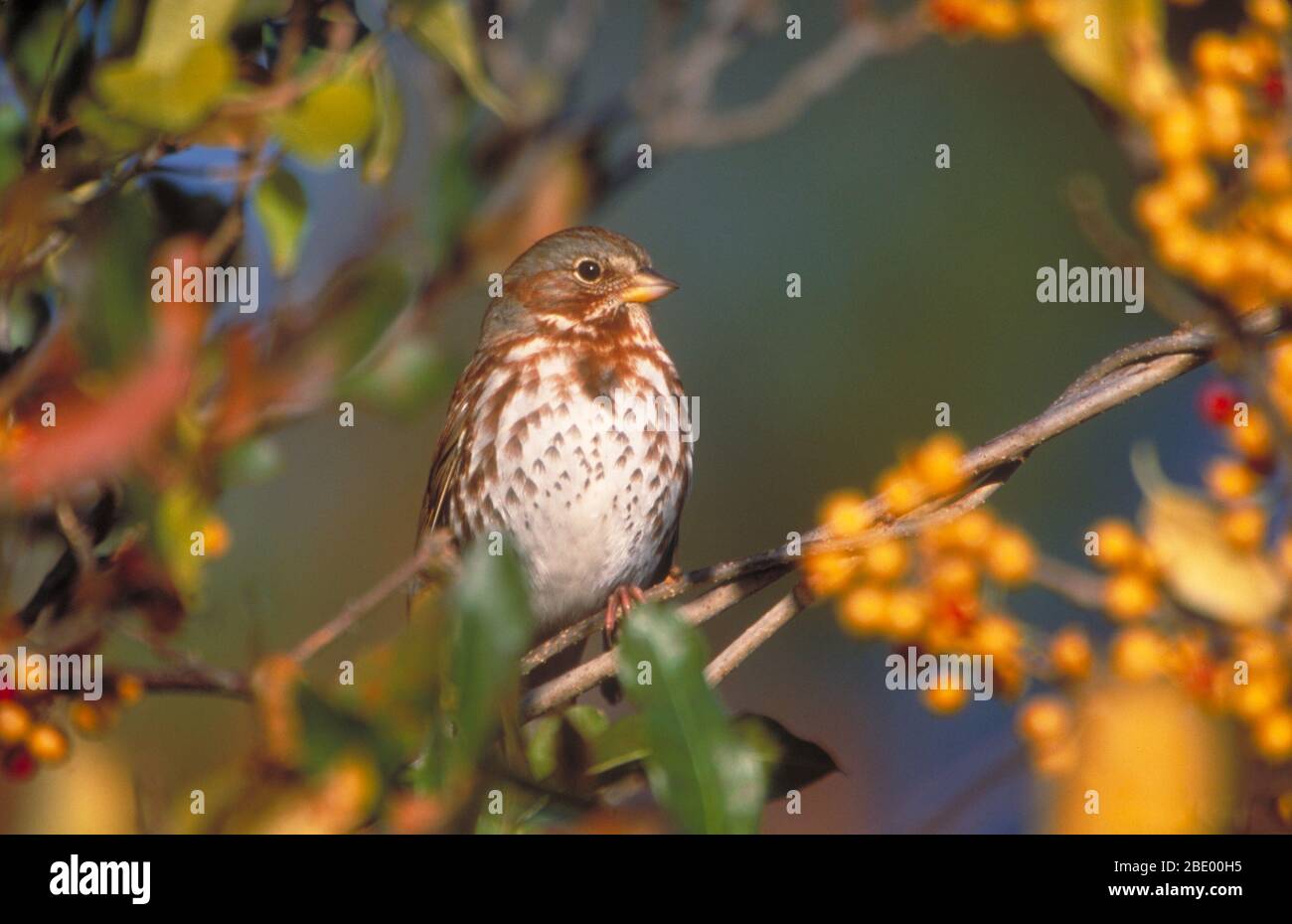 Sparrow horizontal hi-res stock photography and images - Alamy
