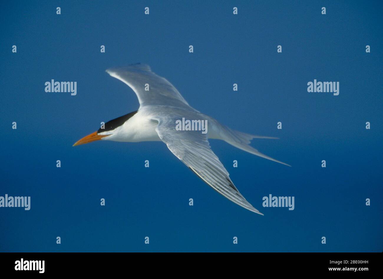 Flying tern hi-res stock photography and images - Alamy