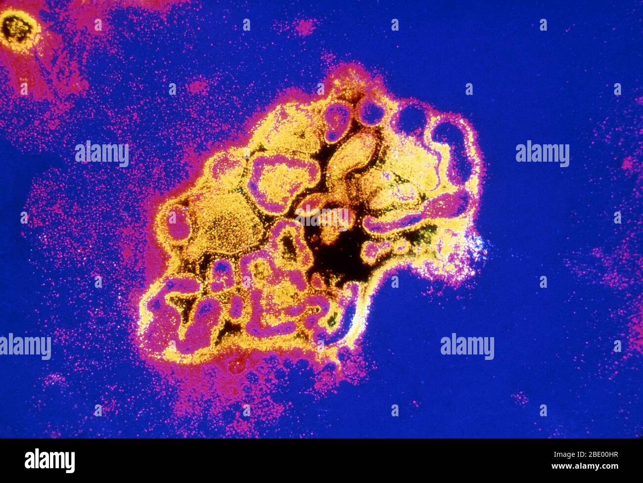 Pestivirus sp hi-res stock photography and images - Alamy