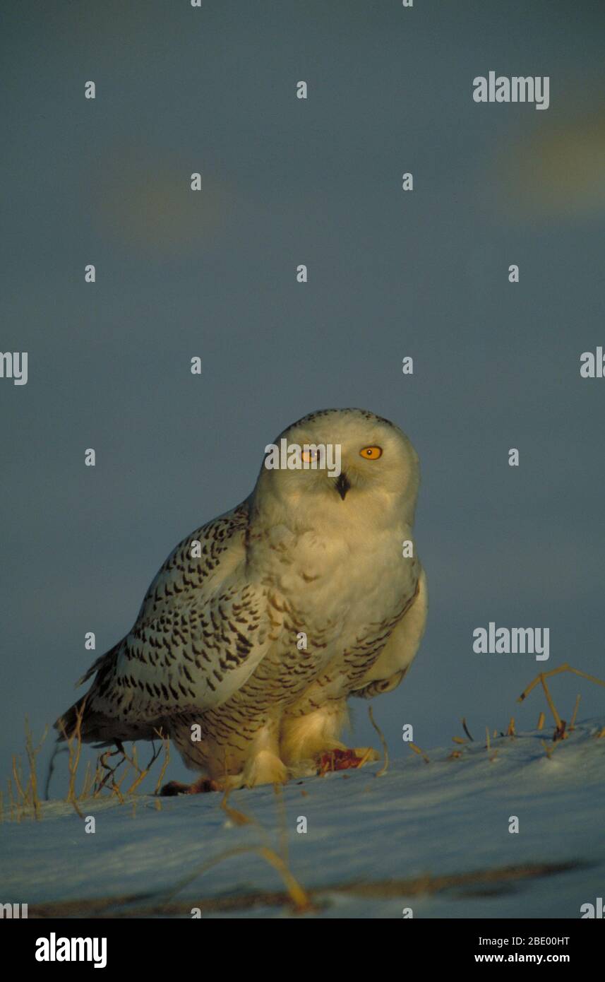 Owl with kill hi-res stock photography and images - Alamy