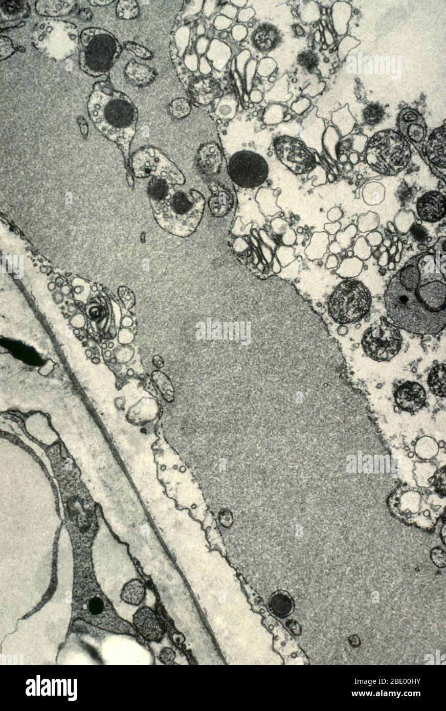 Endoplasmic reticulum hi-res stock photography and images - Alamy