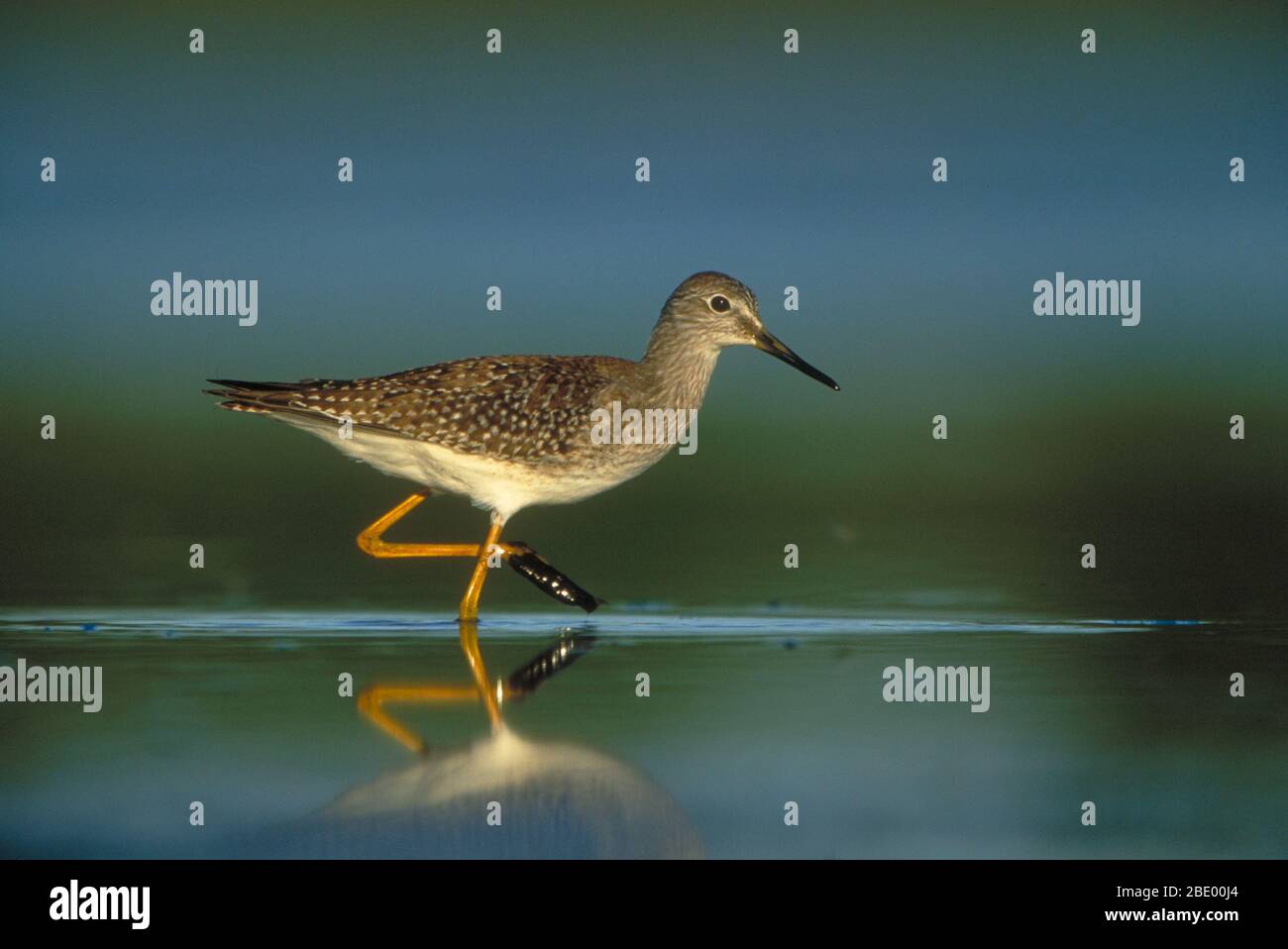 Juvenile birds hi-res stock photography and images - Alamy