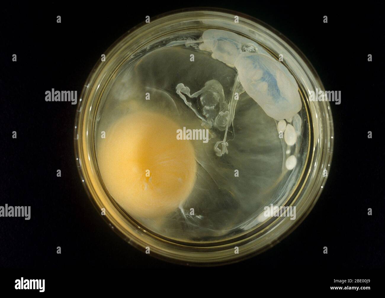 Denaturation hi-res stock photography and images - Alamy