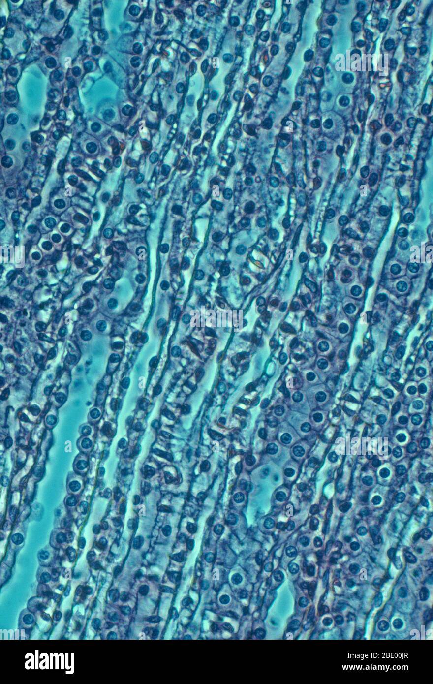 Kidney anatomy hi-res stock photography and images - Alamy