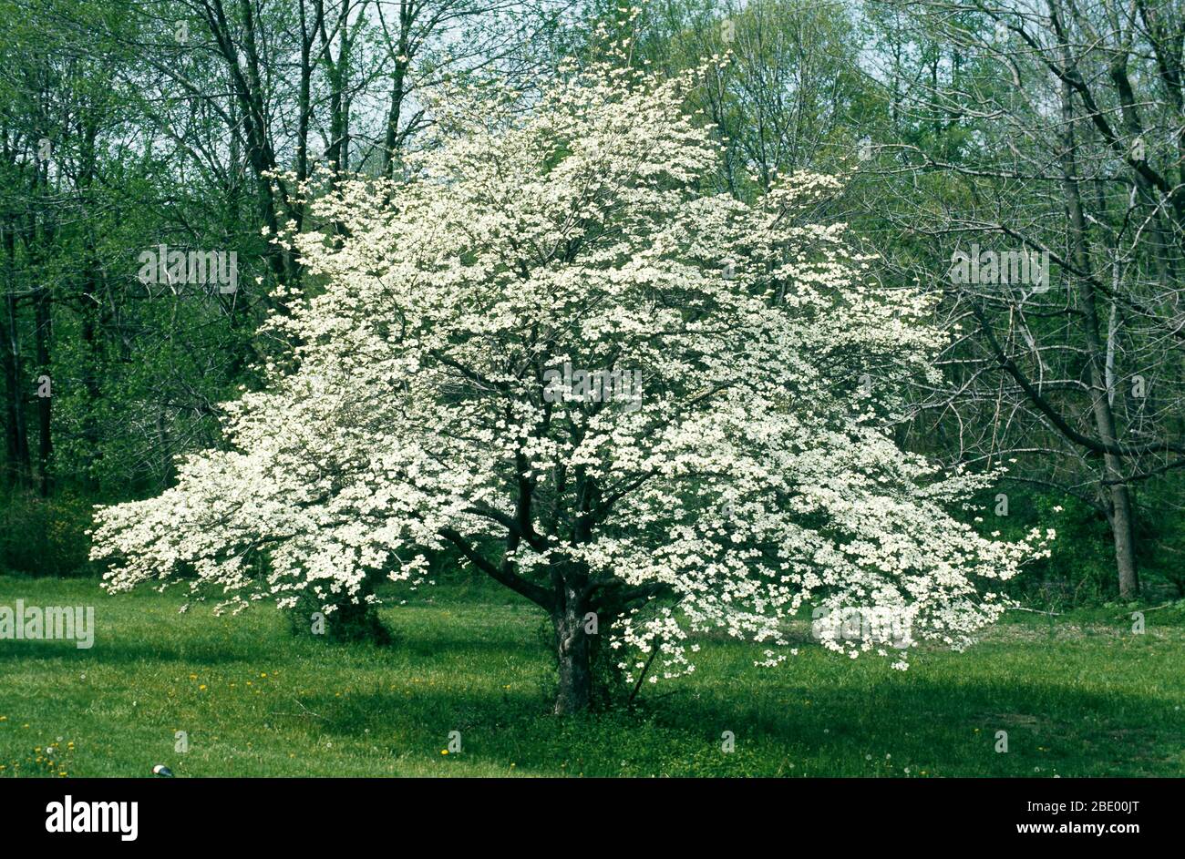 Flowering Dogwood Tree Stock Photo - Alamy