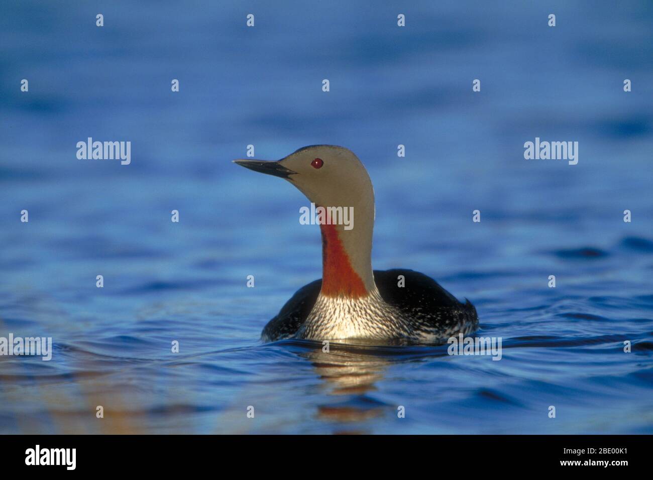 Loons bird hi-res stock photography and images - Alamy