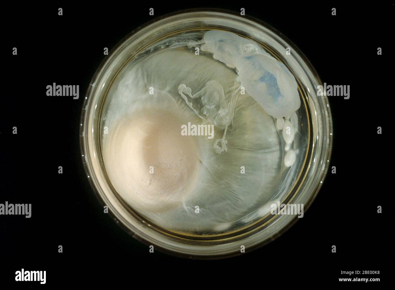 Denaturation hi-res stock photography and images - Alamy