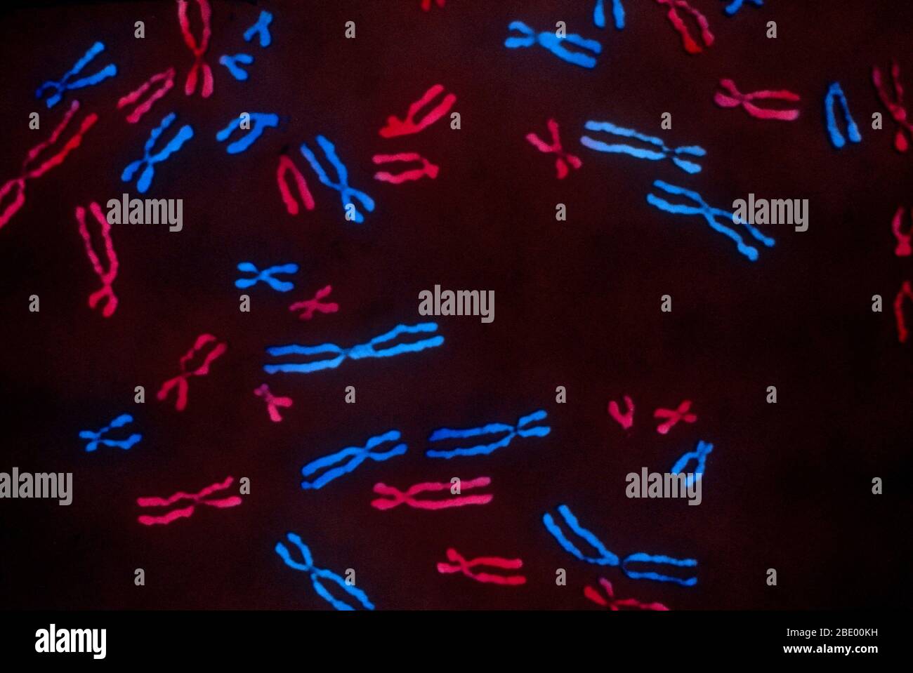 Metaphase hi-res stock photography and images - Alamy