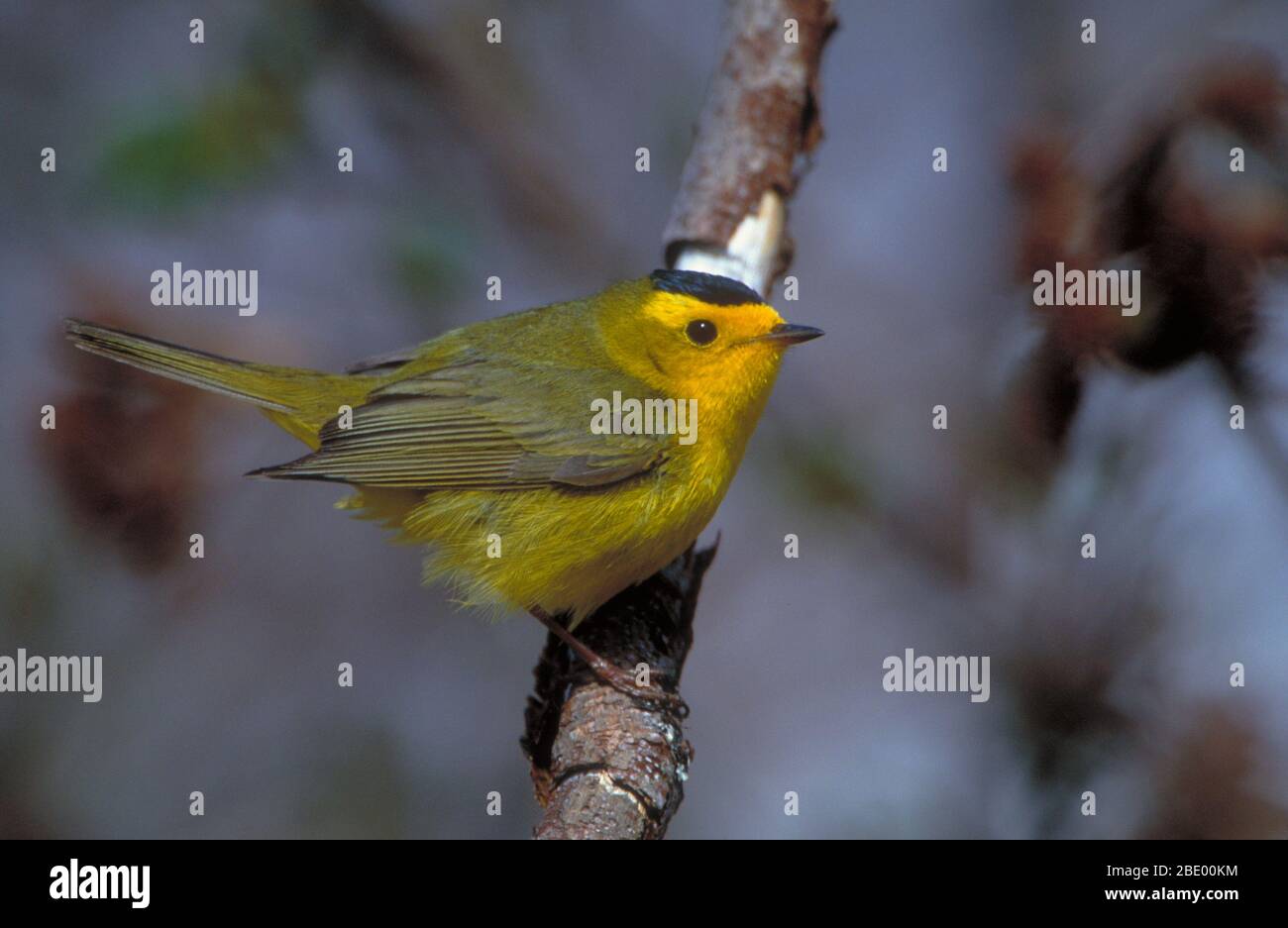 Warbler wilson hi-res stock photography and images - Alamy