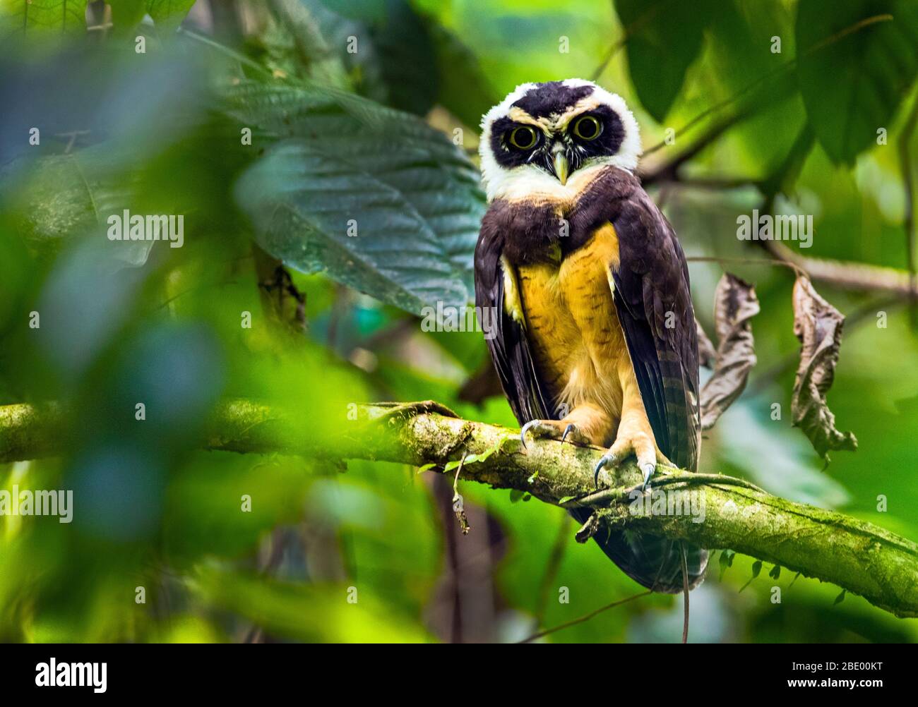 Spectacled owl hi-res stock photography and images - Alamy