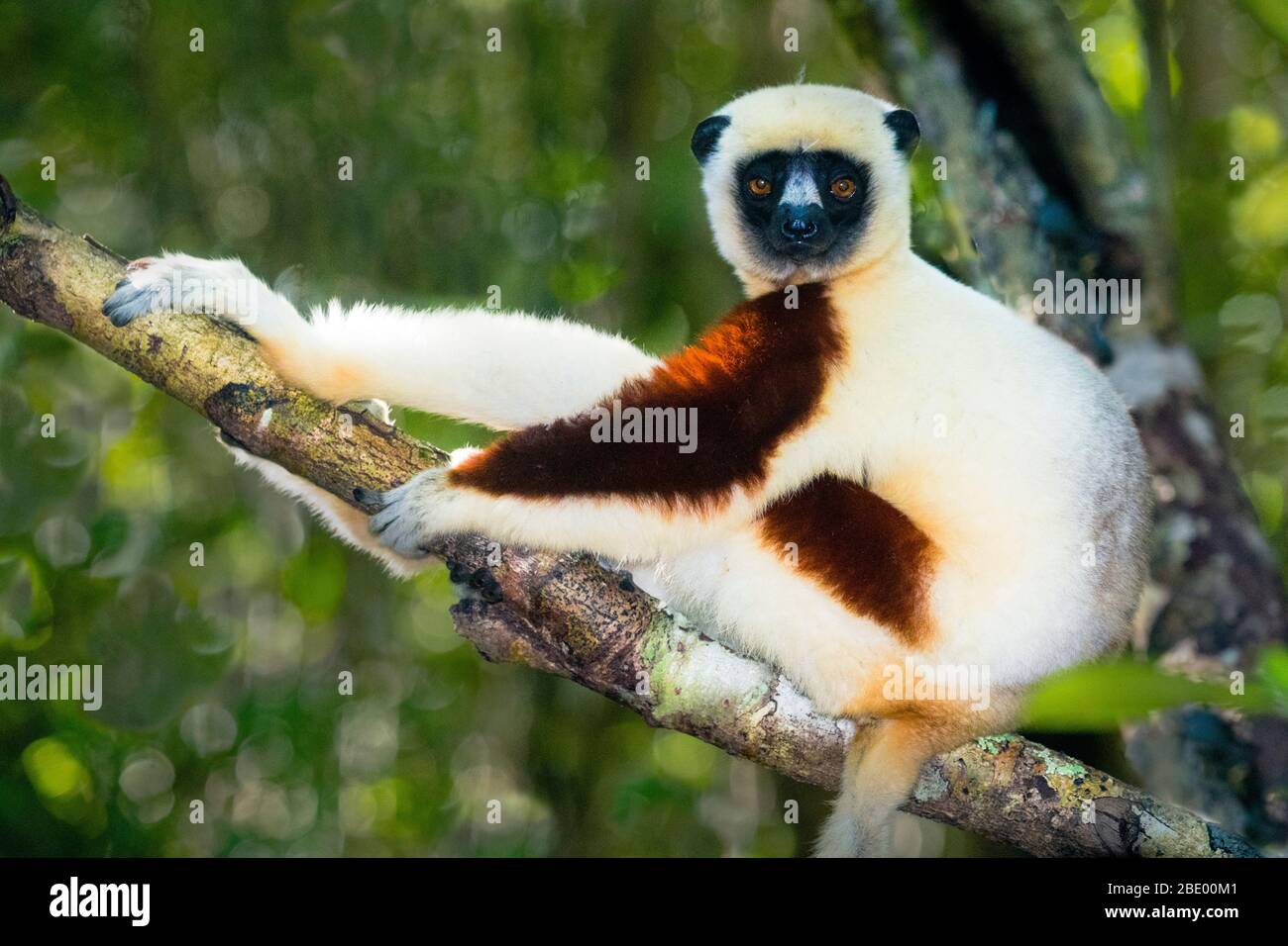 Coquerels sifaka (Propithecus coquereli) on tree, Palmarium, Madagascar ...