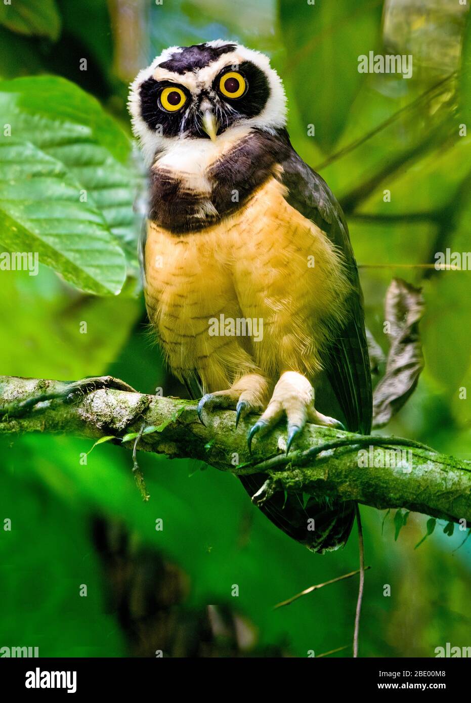 Spectacled owl hi-res stock photography and images - Alamy