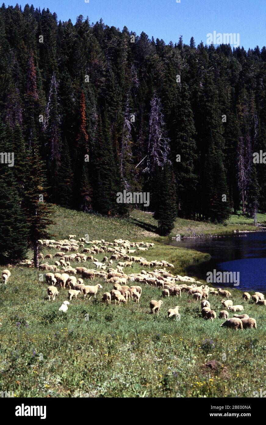 Landscape with trees and sheep hi-res stock photography and images - Alamy