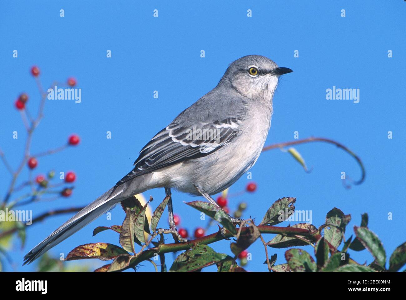 Arkansas northern mockingbird hi-res stock photography and images - Alamy