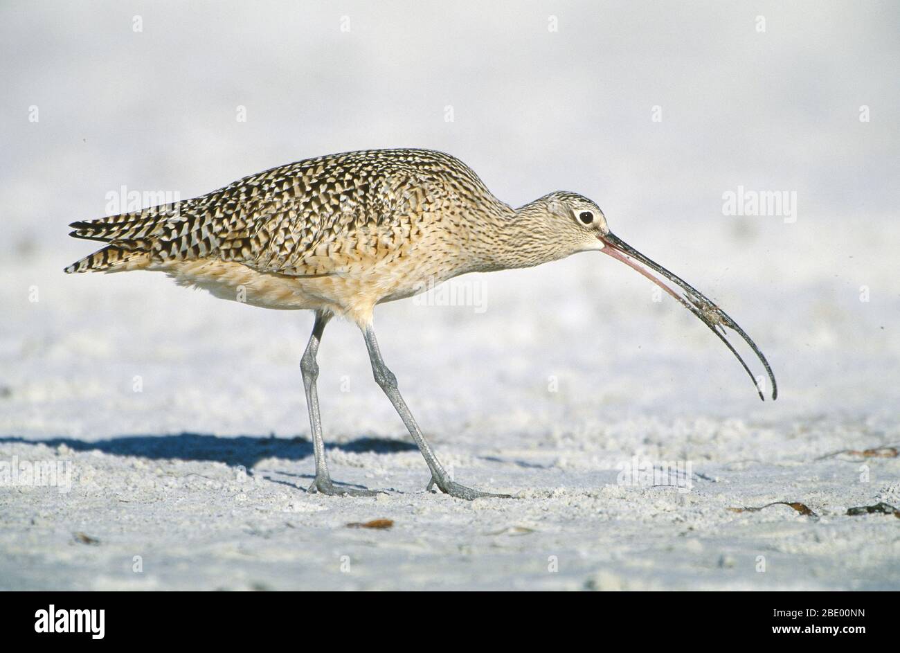 Long billed curlew eating hi-res stock photography and images - Alamy