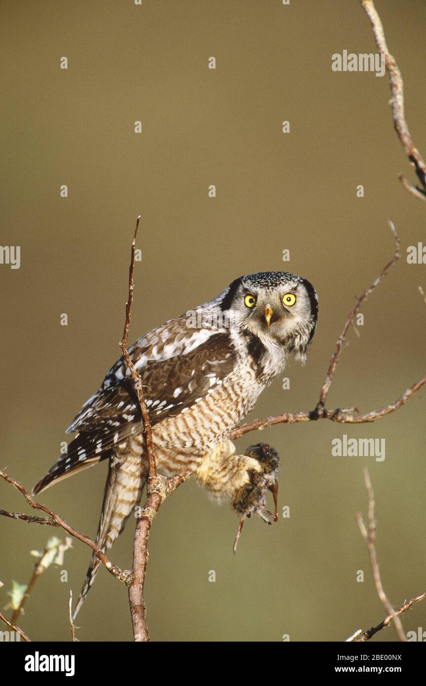 Northern Hawk Owl Stock Photo - Alamy