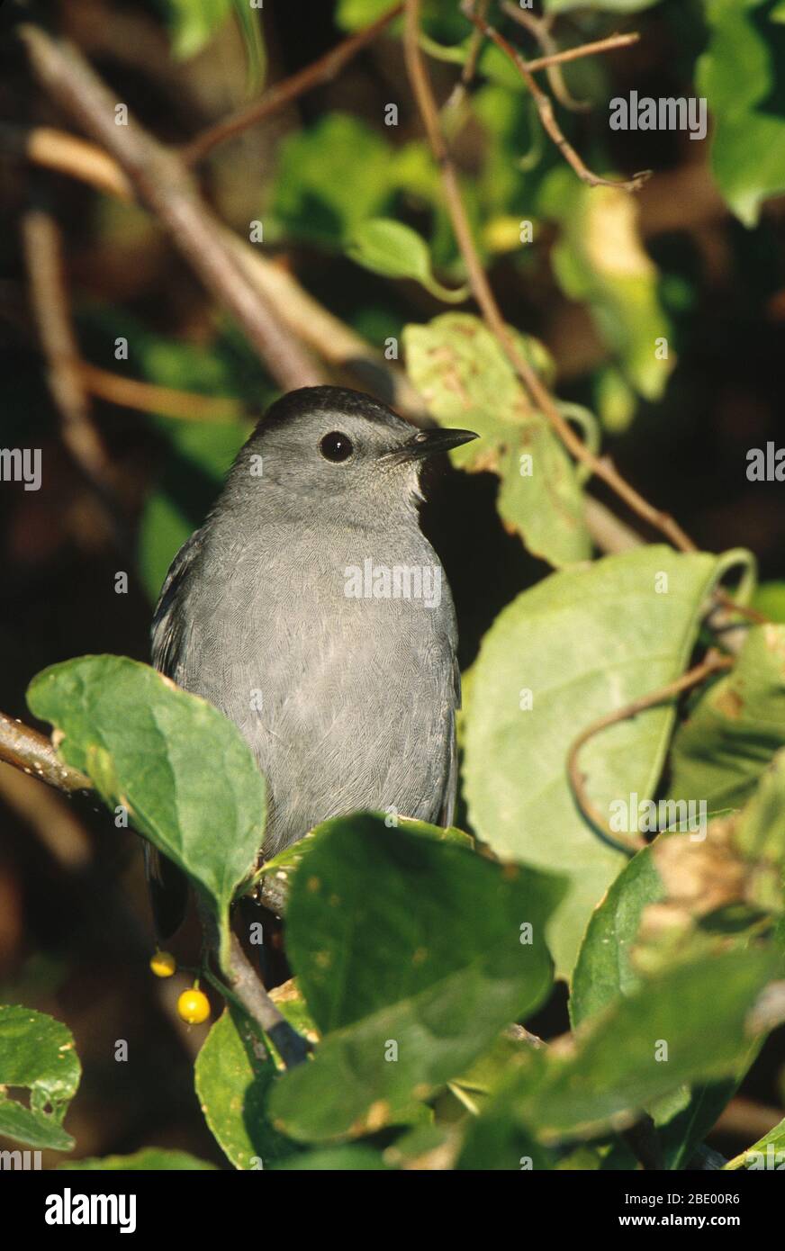 Catbirds hi-res stock photography and images - Alamy