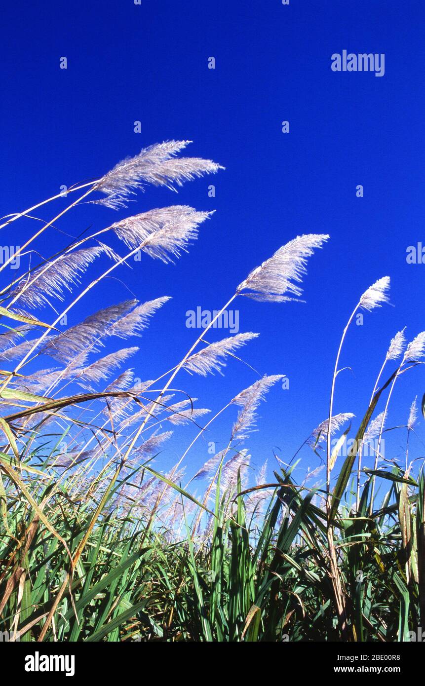 Sugarcane field hi-res stock photography and images - Alamy