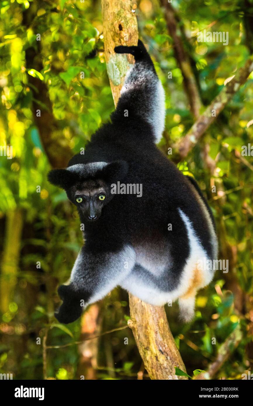 Black indri (Indri indri), Palmarium, Madagascar Stock Photo - Alamy