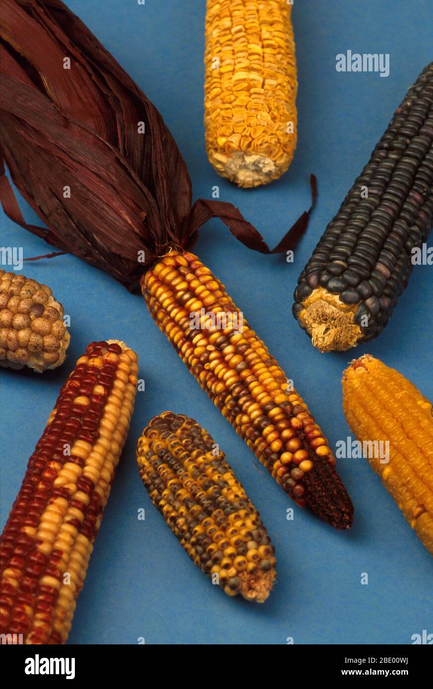 Corn mutations hi-res stock photography and images - Alamy