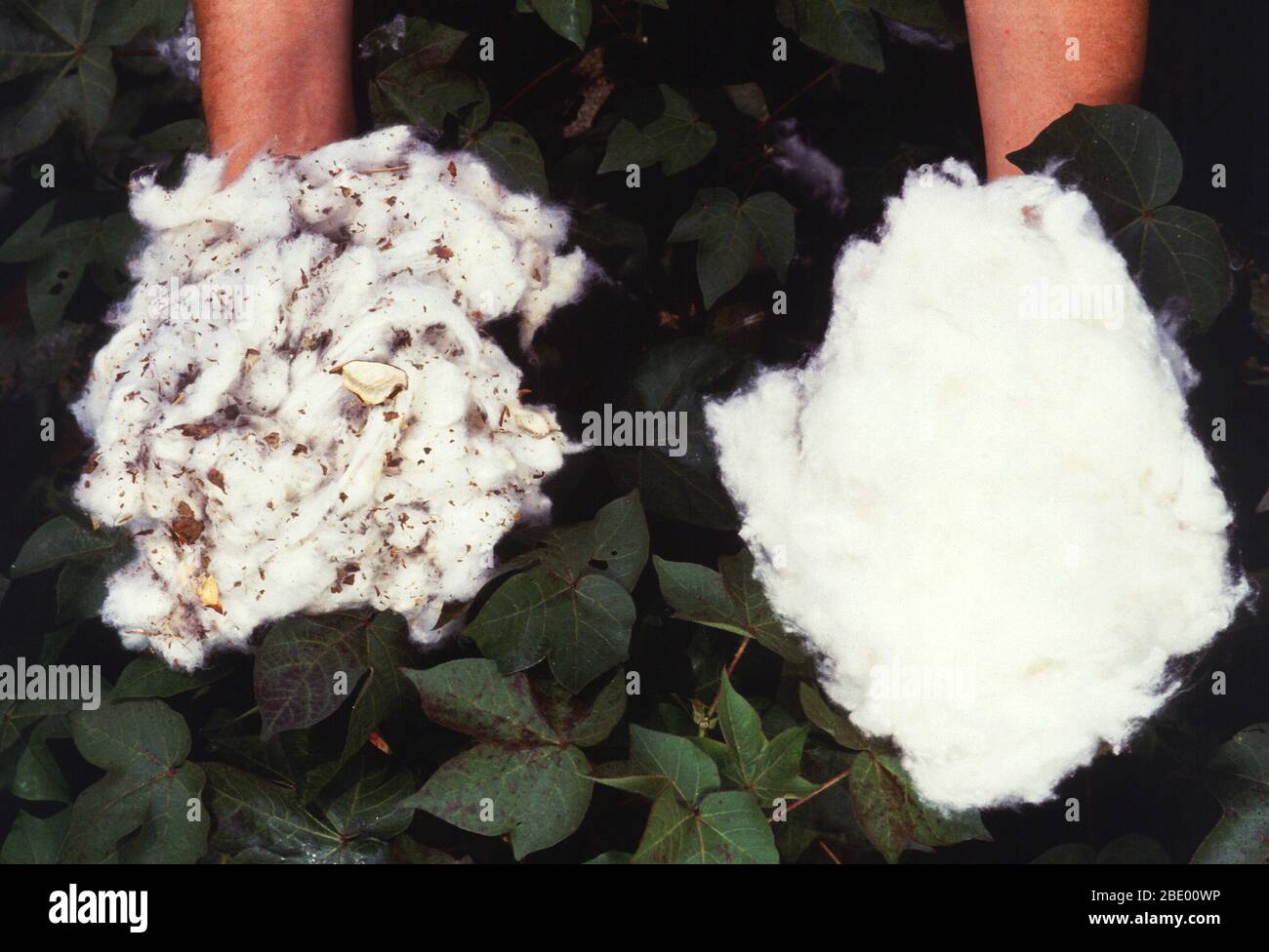 Ginned cotton hi-res stock photography and images - Alamy