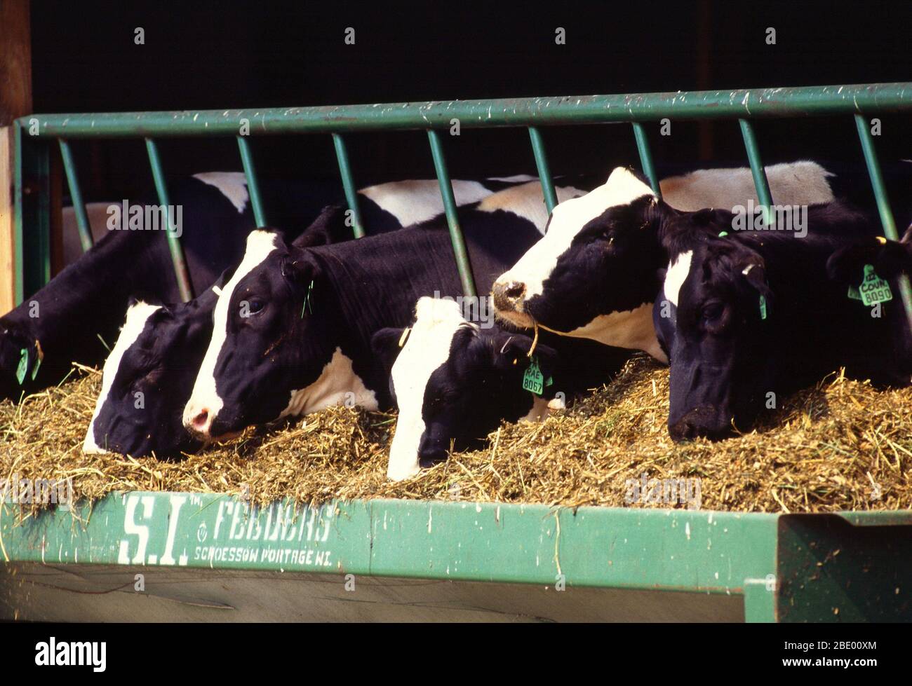 Holstein Dairy Cows Stock Photo - Alamy