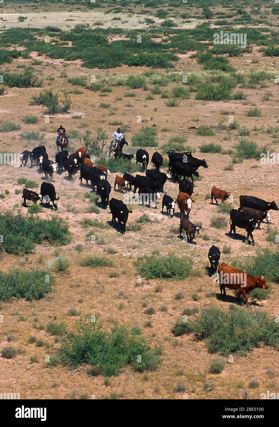 Cattle round up Stock Photo - Alamy