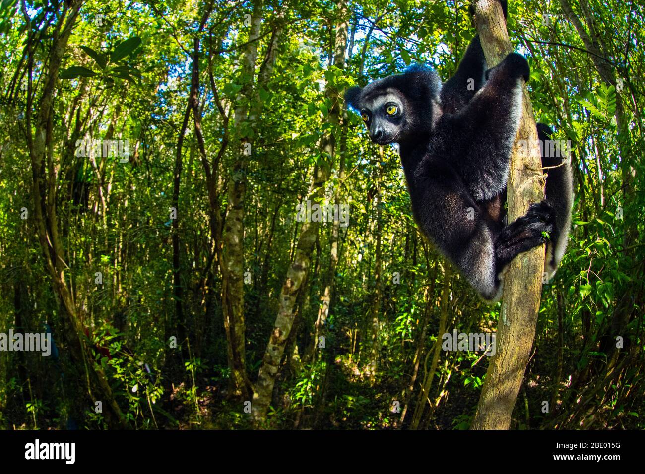Indri High Resolution Stock Photography and Images - Alamy