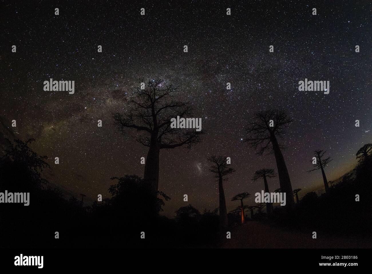 Baobab trees under Milky Way galaxy at night, Morondava, Madagascar ...