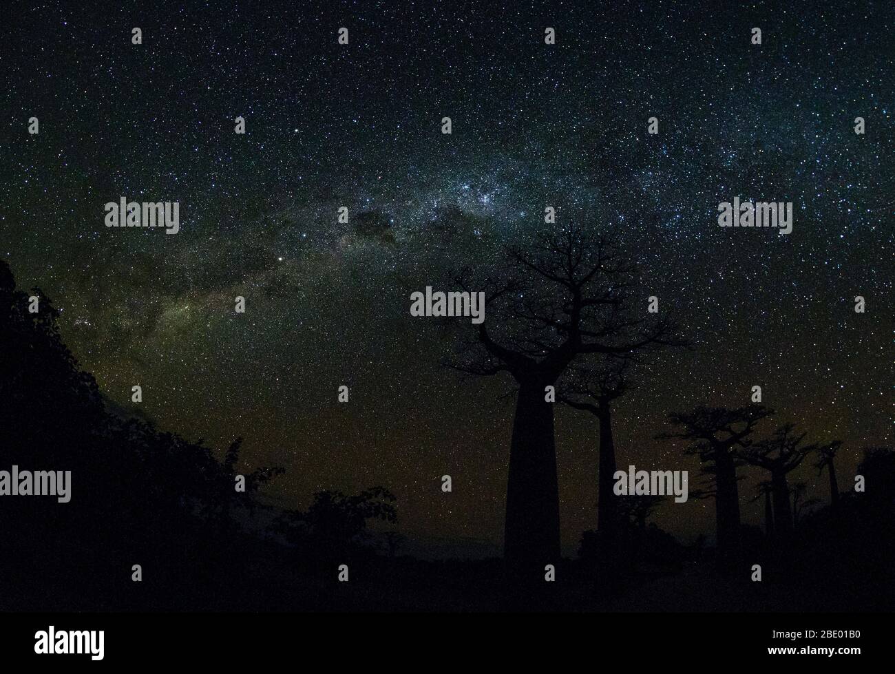 Baobab trees under Milky Way galaxy at night, Morondava, Madagascar ...