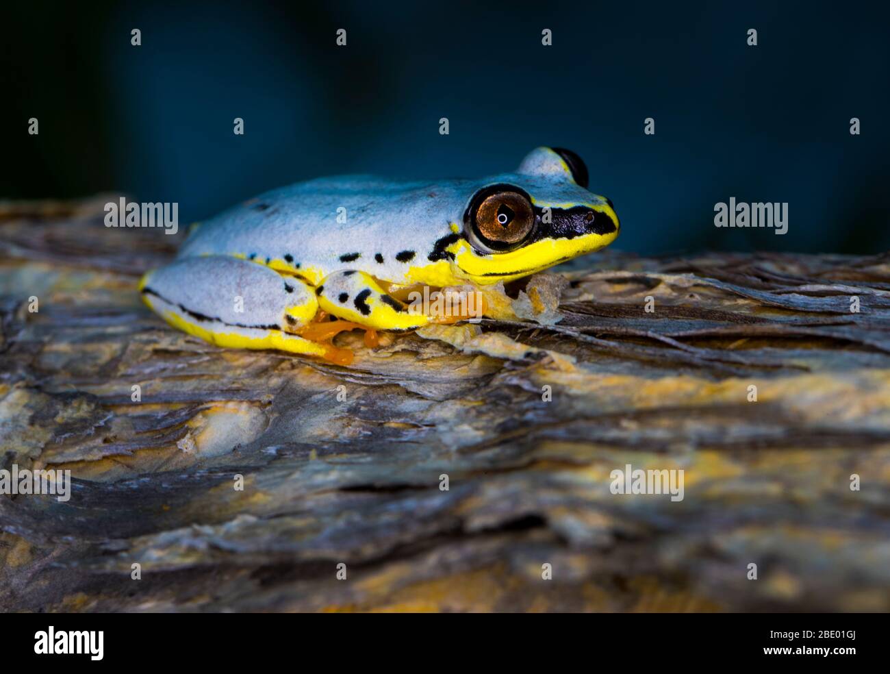 Blue reed frog (Heterixalus madagascariensis), Palmarium, Madagascar ...