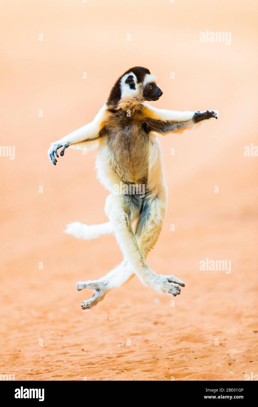 Propithecus hi-res stock photography and images - Alamy