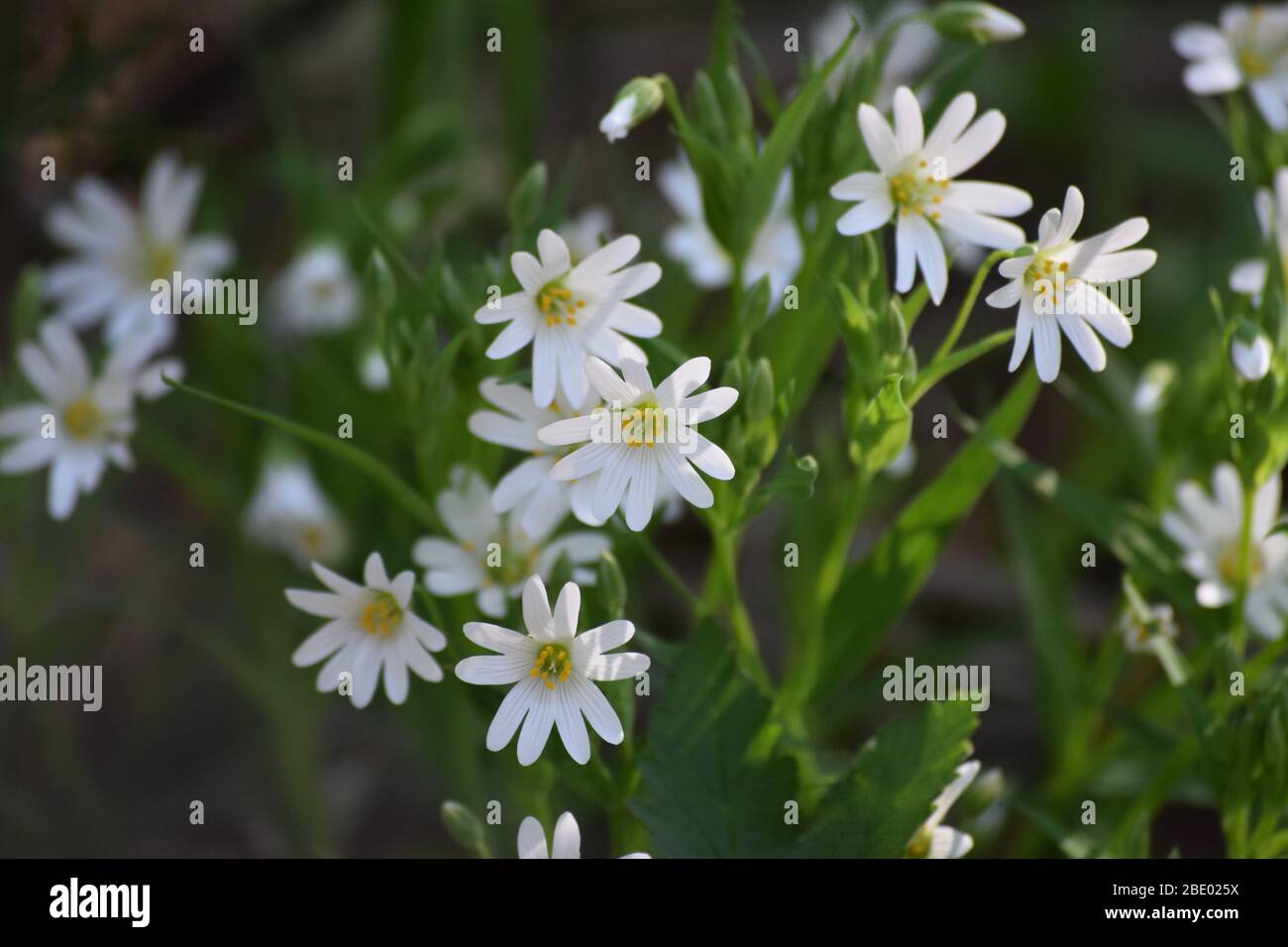 Beautiful greater stitchwort flowers hi-res stock photography and ...