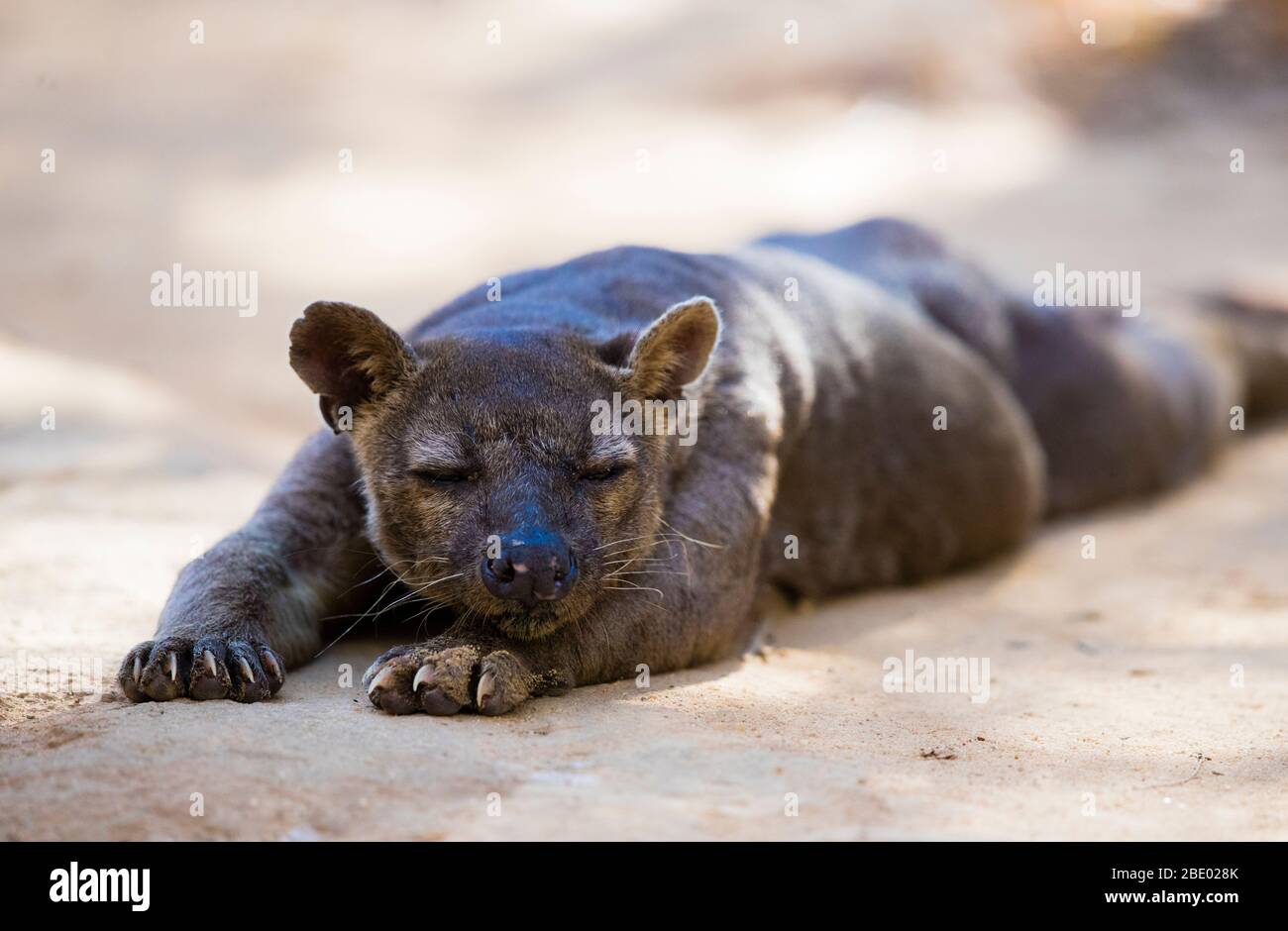 Fossa sleeping hi-res stock photography and images - Alamy