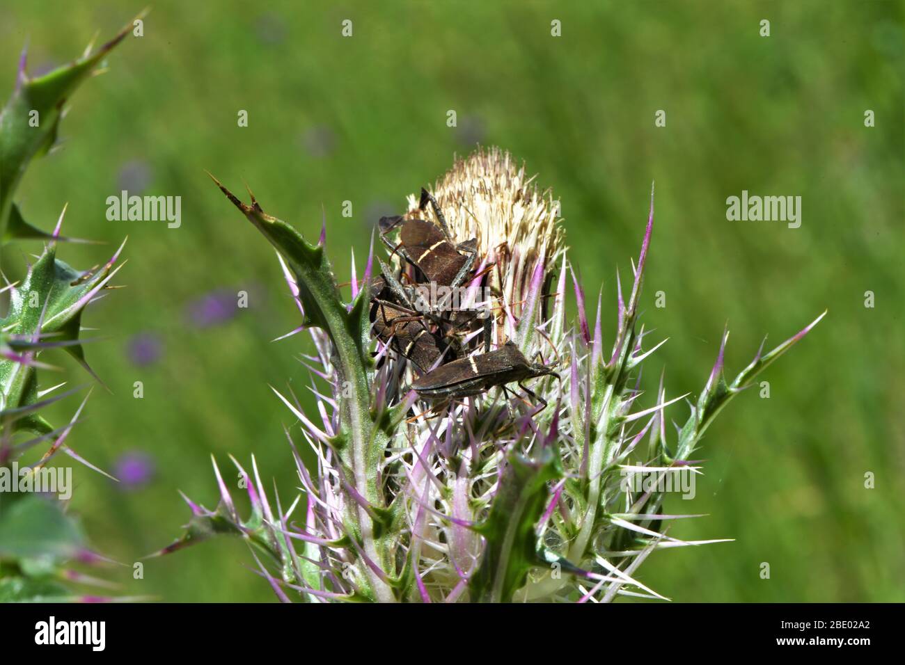Eastern leaf footed bug on a bristle thistle Stock Photo - Alamy