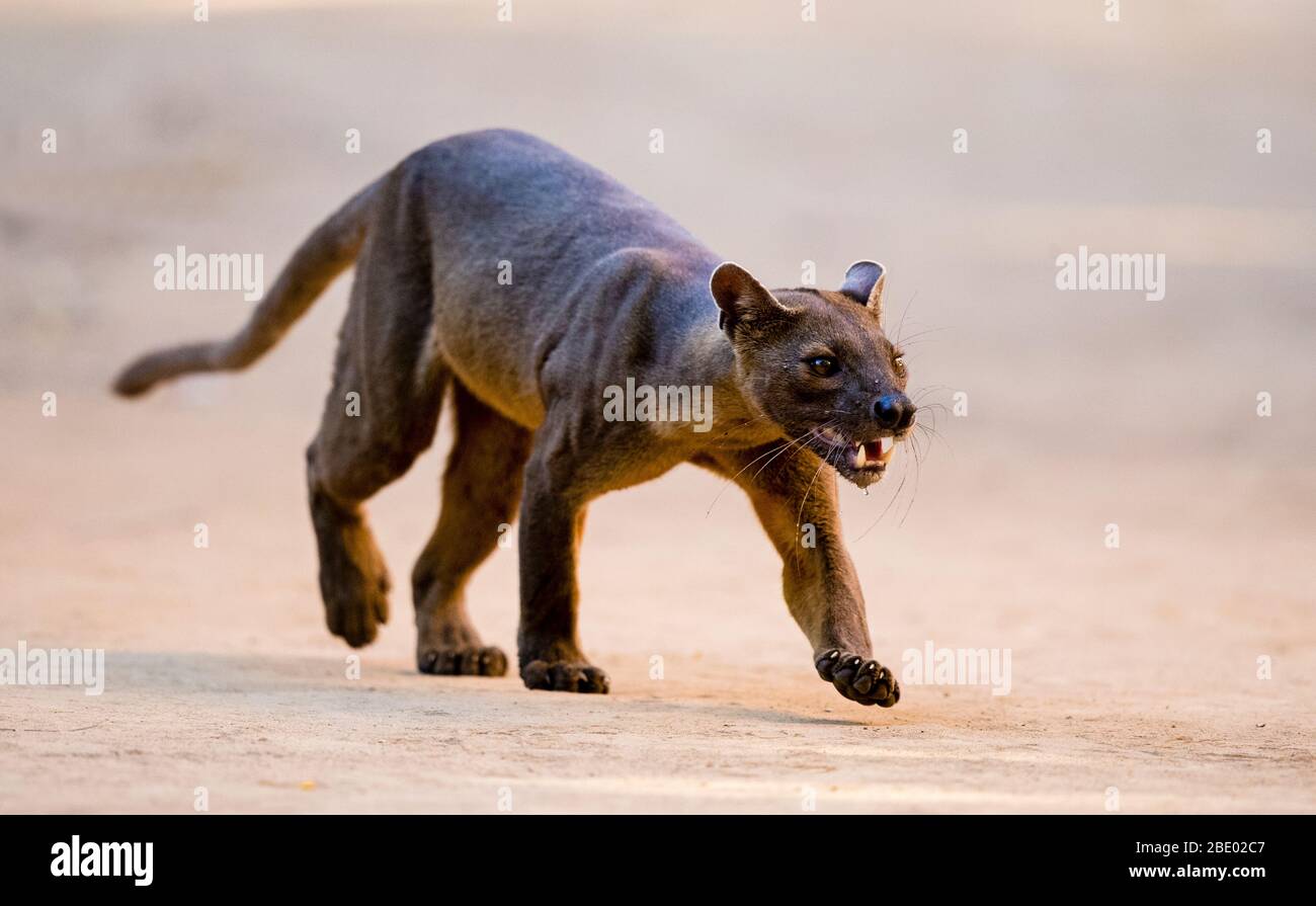 Close-up photo of fossa (Cryptoprocta ferox), Madagascar Stock Photo ...