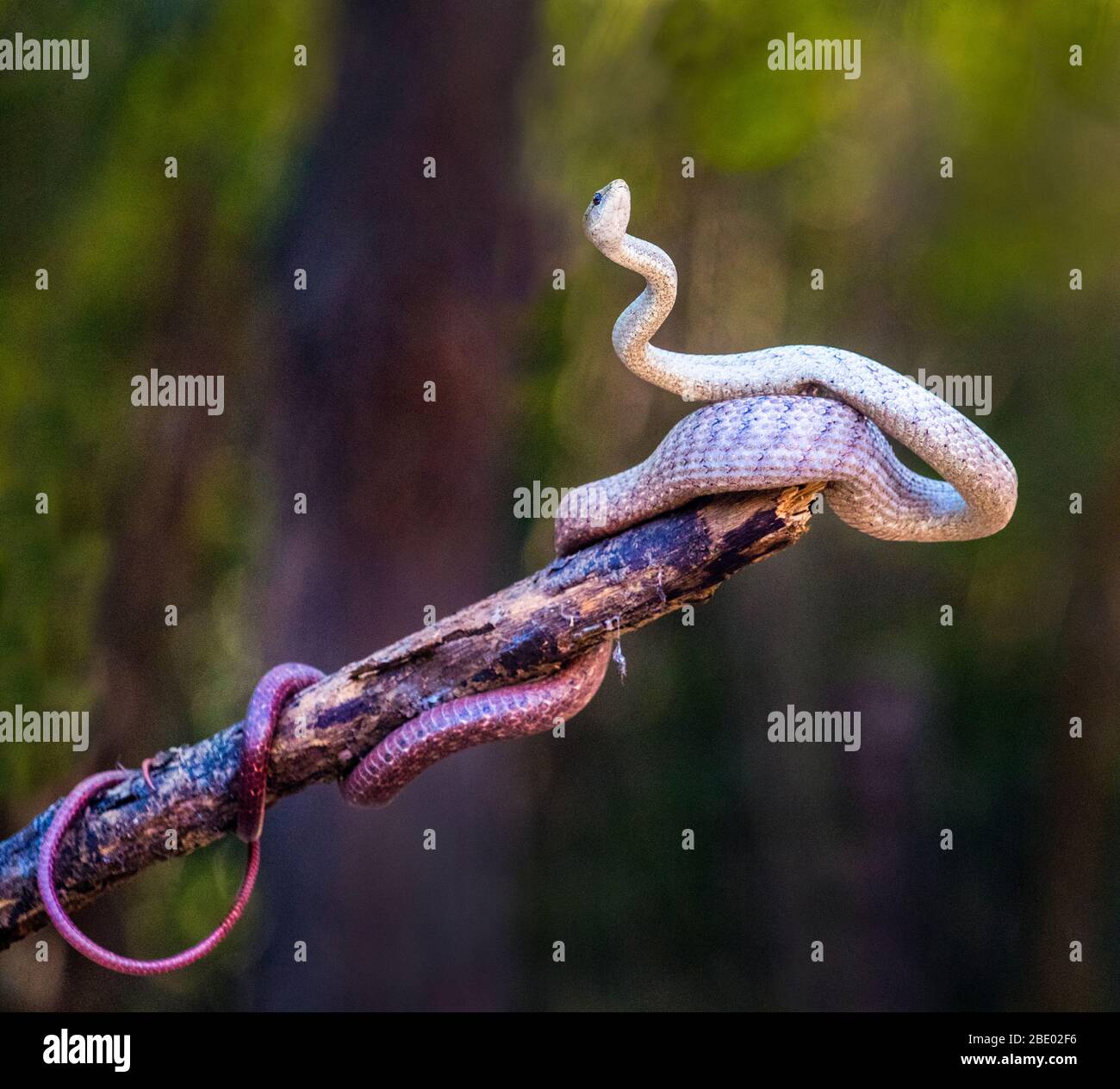Close-up photo of viper (Viperidae) on branch, Madagascar Stock Photo ...