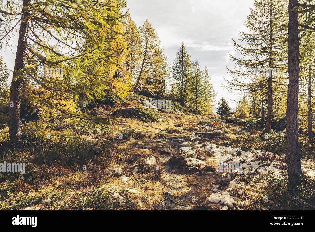 view of larch trees in autumn Stock Photo - Alamy