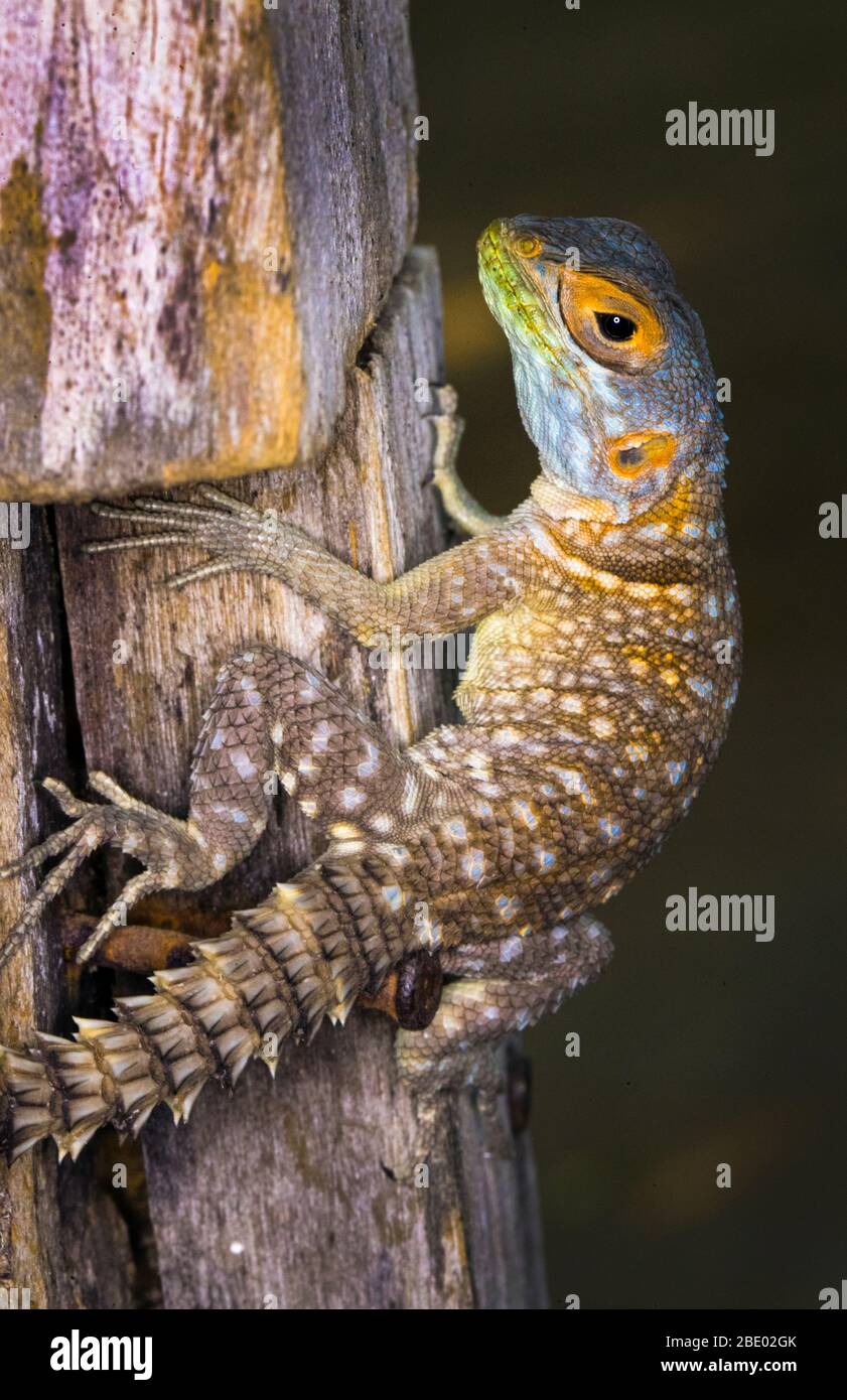 Can Long Tailed Lizards Climb Glass at Catherine Fletcher blog
