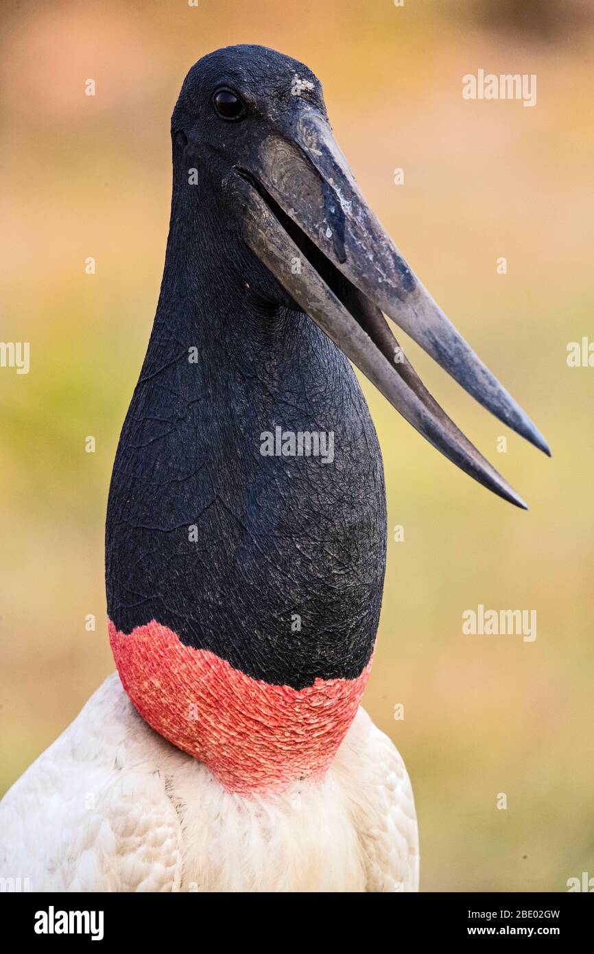 Close-up photo of jabiru stork (Jabiru mycteria), Pantanal, Brazil ...