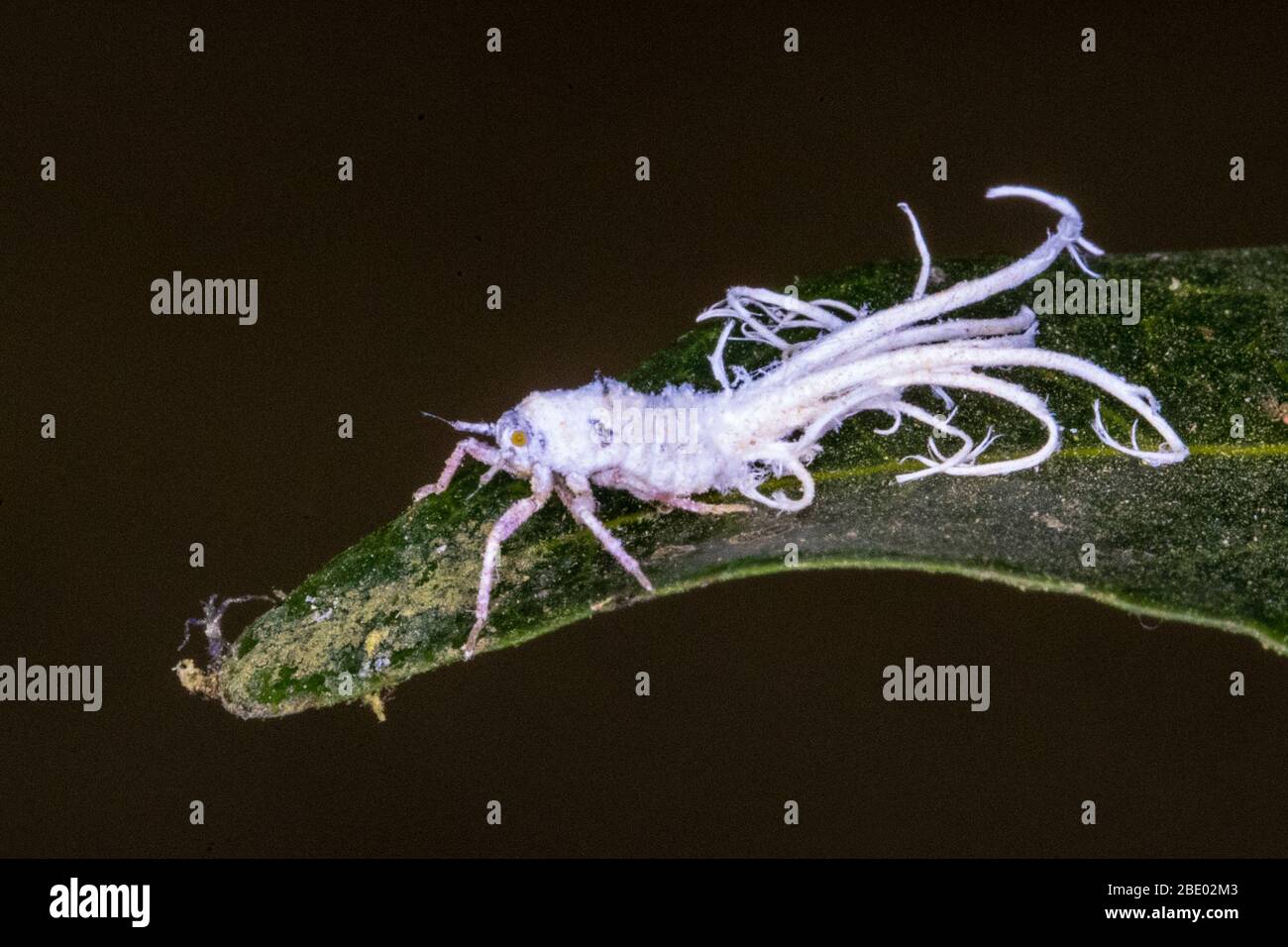 Bizarre insect hi-res stock photography and images - Alamy