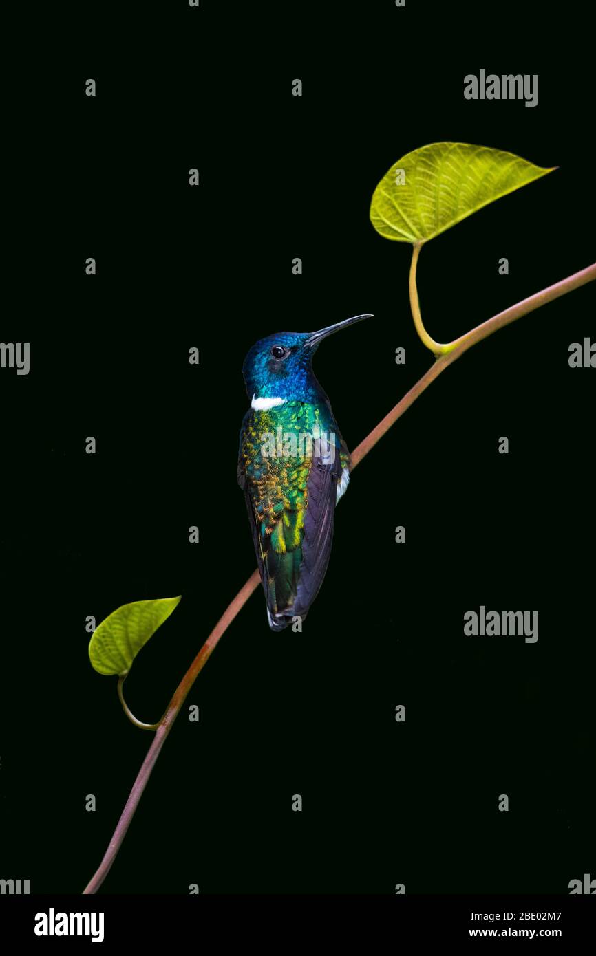 Jacobin bird hi-res stock photography and images - Alamy