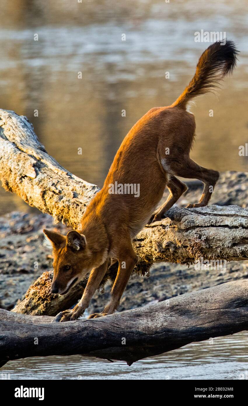 Dhole (Cuon alpinus) standing on coastal driftwood, India Stock Photo ...