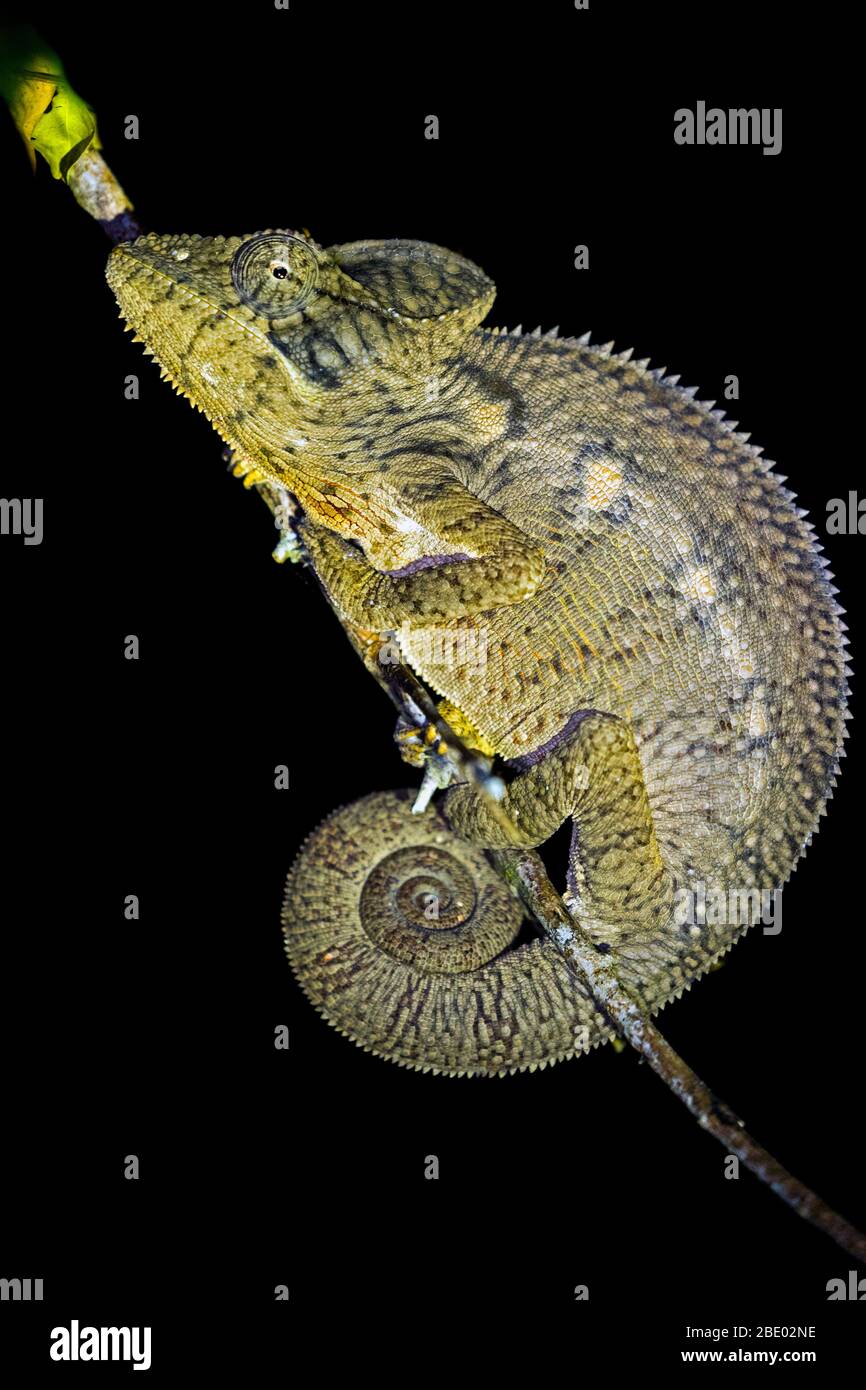 Labord’s chameleon hi-res stock photography and images - Alamy
