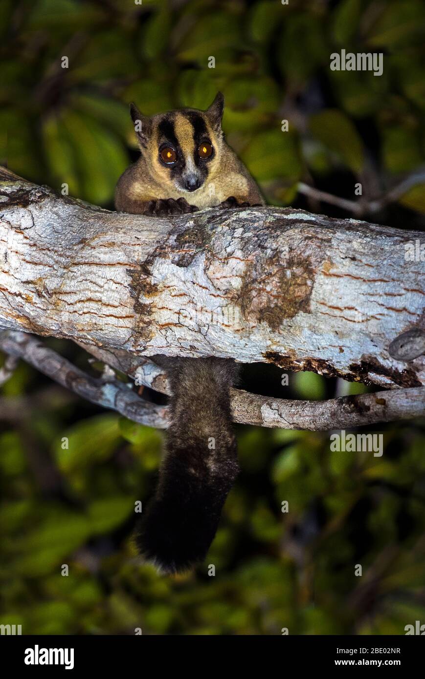 Phaner furcifer hi-res stock photography and images - Alamy