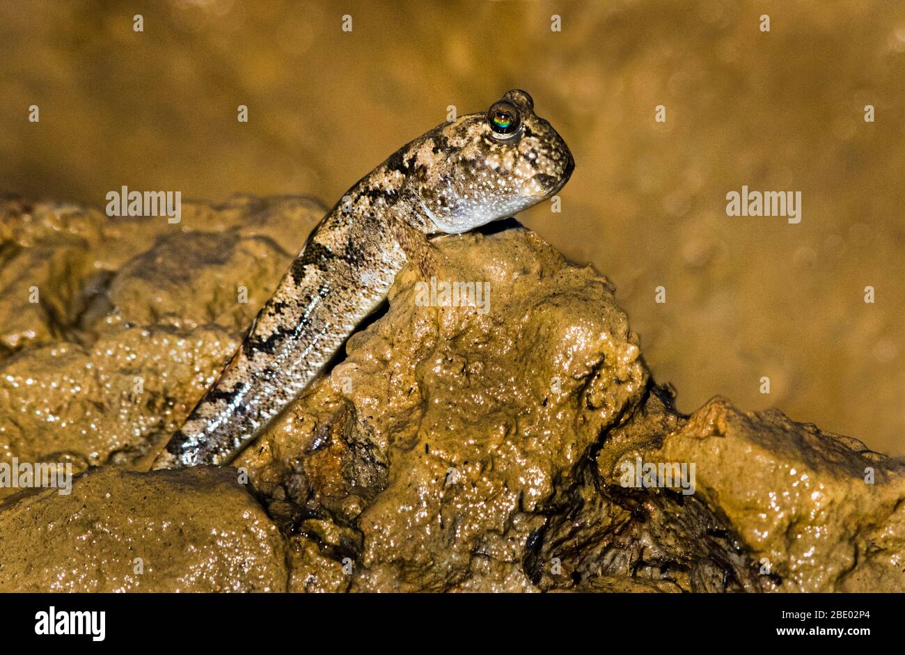 Mudskipper portrait hi-res stock photography and images - Alamy